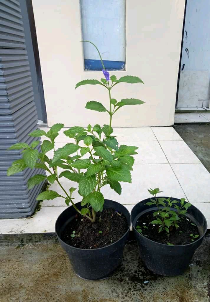 tanaman daun pecut kuda | Lazada Indonesia