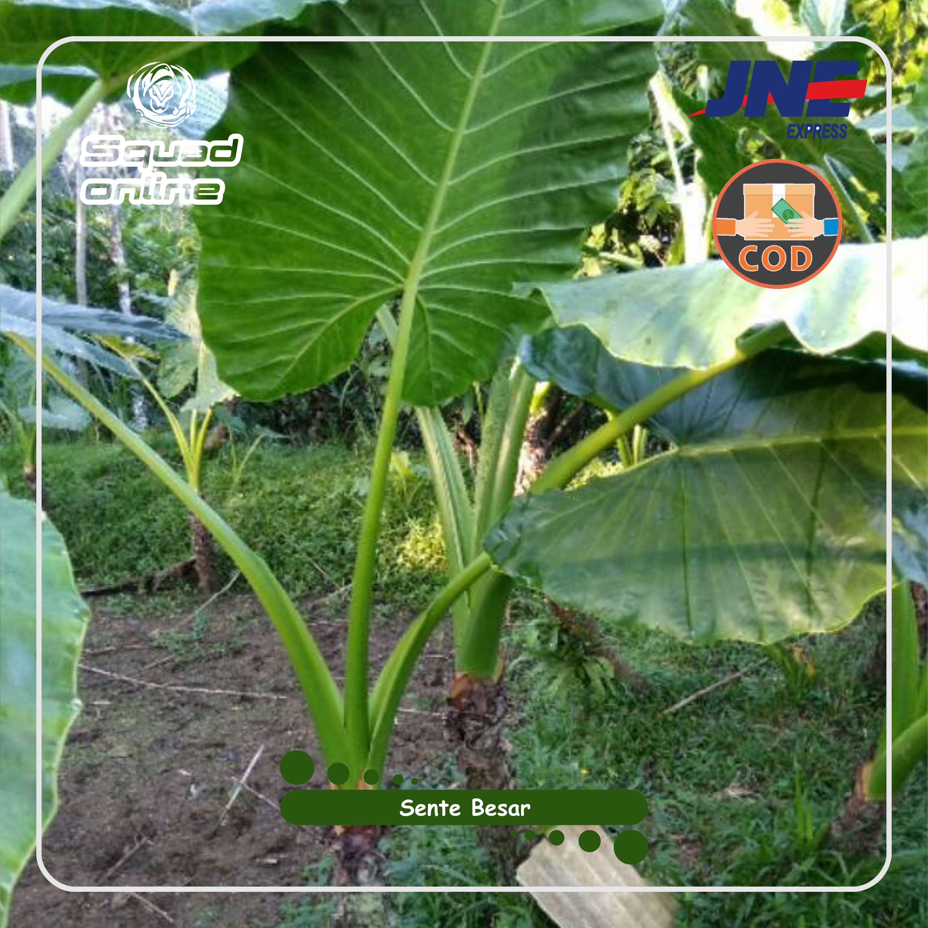 TANAMAN SENTE BESAR ATAU POHON LOMPONG BIG | Lazada Indonesia