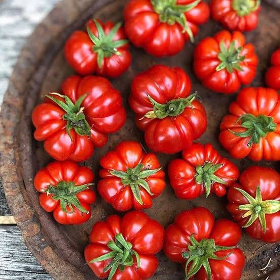 buy 1 take 1，50 seeds (not plants)VICTORY SEED 10 Benih Biji Buah Tomat ...