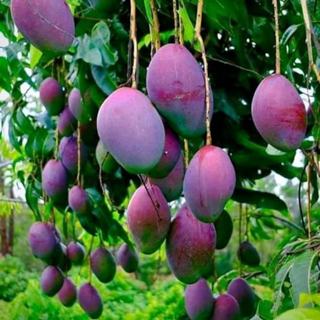 [BISA COD] Bibit Tanaman Mangga Irwin Siap Berbuah Pohon Mangga Ungu ...
