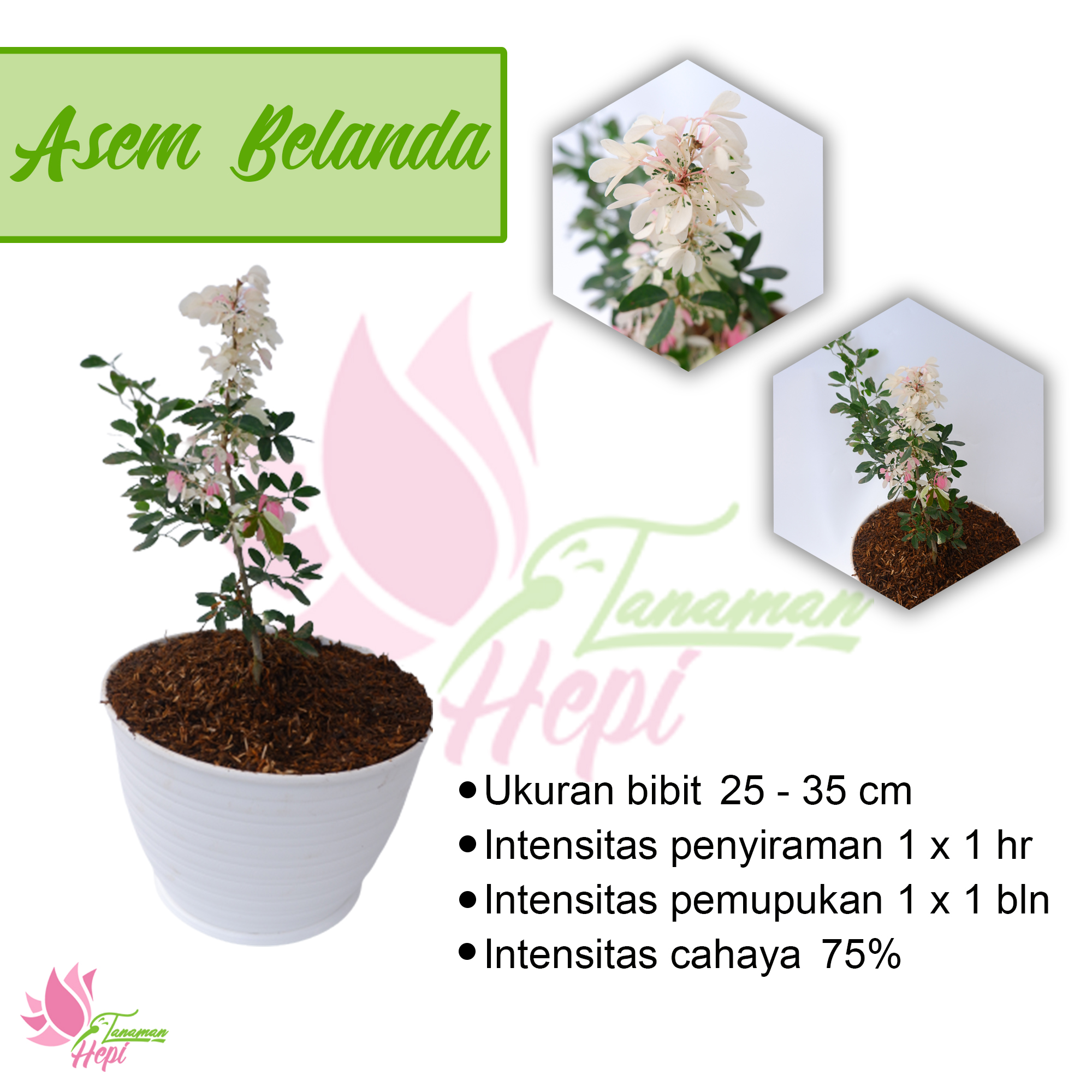 Tanaman Asam Belanda - Asem Londo - Pithecellobium dulce | Lazada Indonesia