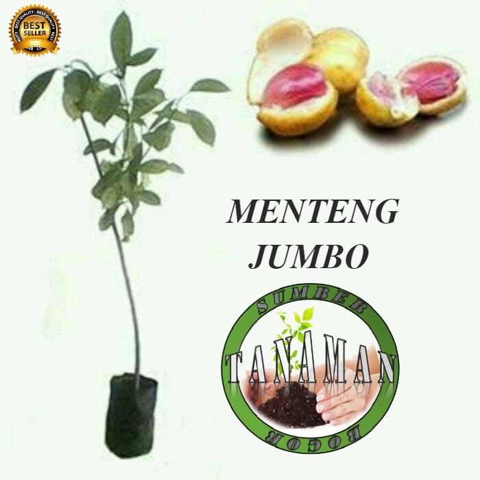 BIBIT POHON TANAMAN BUAH MENTENG JUMBO KEPUNDUNG | Lazada Indonesia
