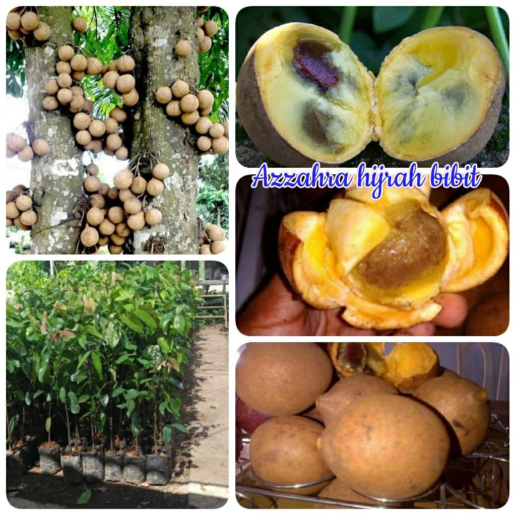 bibit buah kepel buah langka | Lazada Indonesia