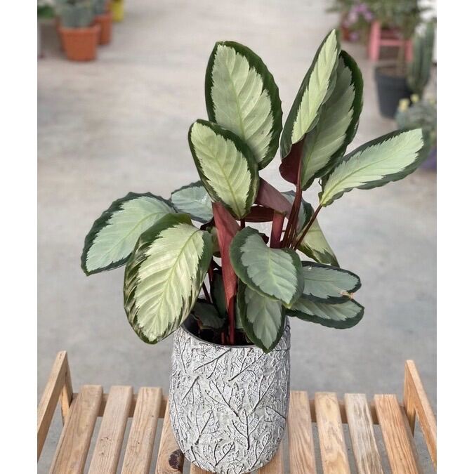 Tanaman hias hidup calathea darkstar-tanaman hidup-(bunga hidup murah ...