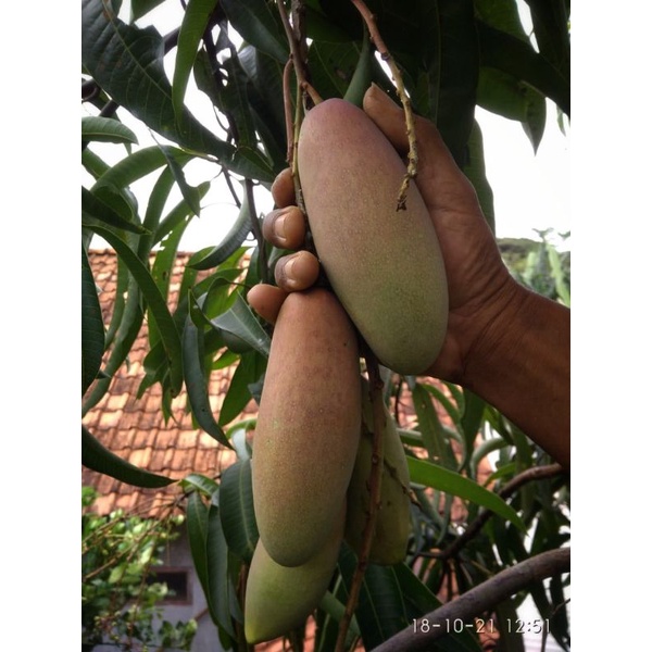 ENTRES/CUTTING MANGGA RED EMPEROR | Lazada Indonesia
