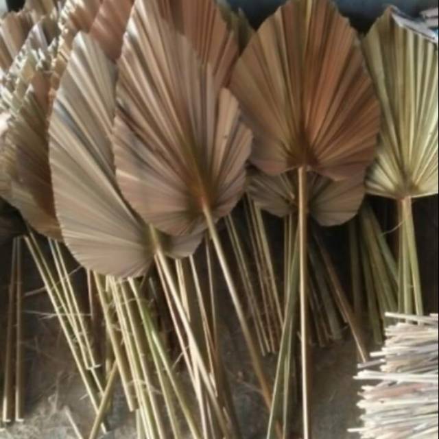 Daun Kipas Daun palem daun kering Dekorasi | Lazada Indonesia
