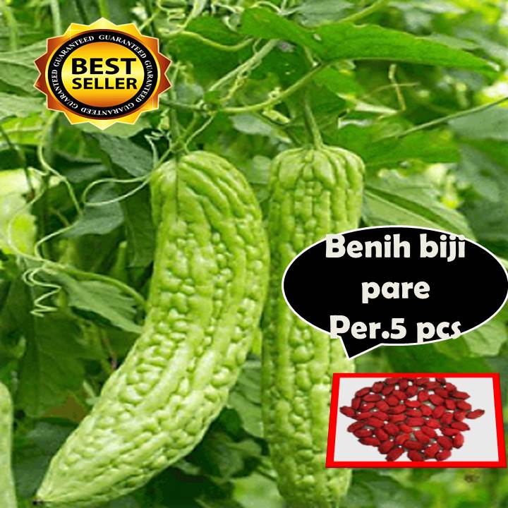 isi 5 biji pare siap tanam benih unggul | Lazada Indonesia