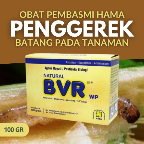 Racun Obat Penggerek Batang Padi Obat Penggerek Batang Pohon Mangga Racun Ulat Penggerek
