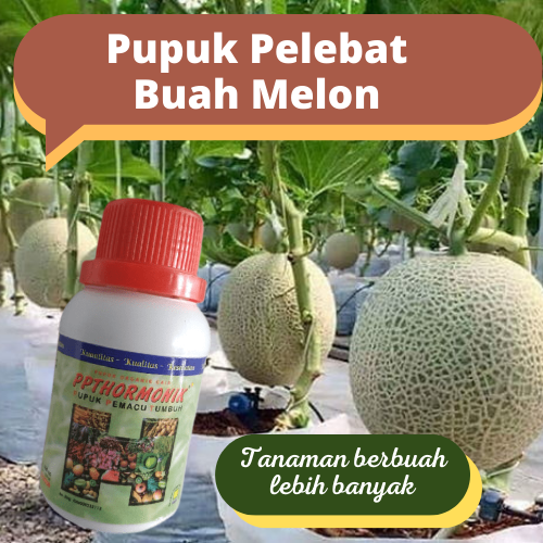 Pupuk Pelebat Buah Melon / Pupuk Organik Pelebat Buah Melon / Pupuk ... Pupuk Pelebat Buah Melon / Pupuk Organik Pelebat Buah Melon / Pupuk ...