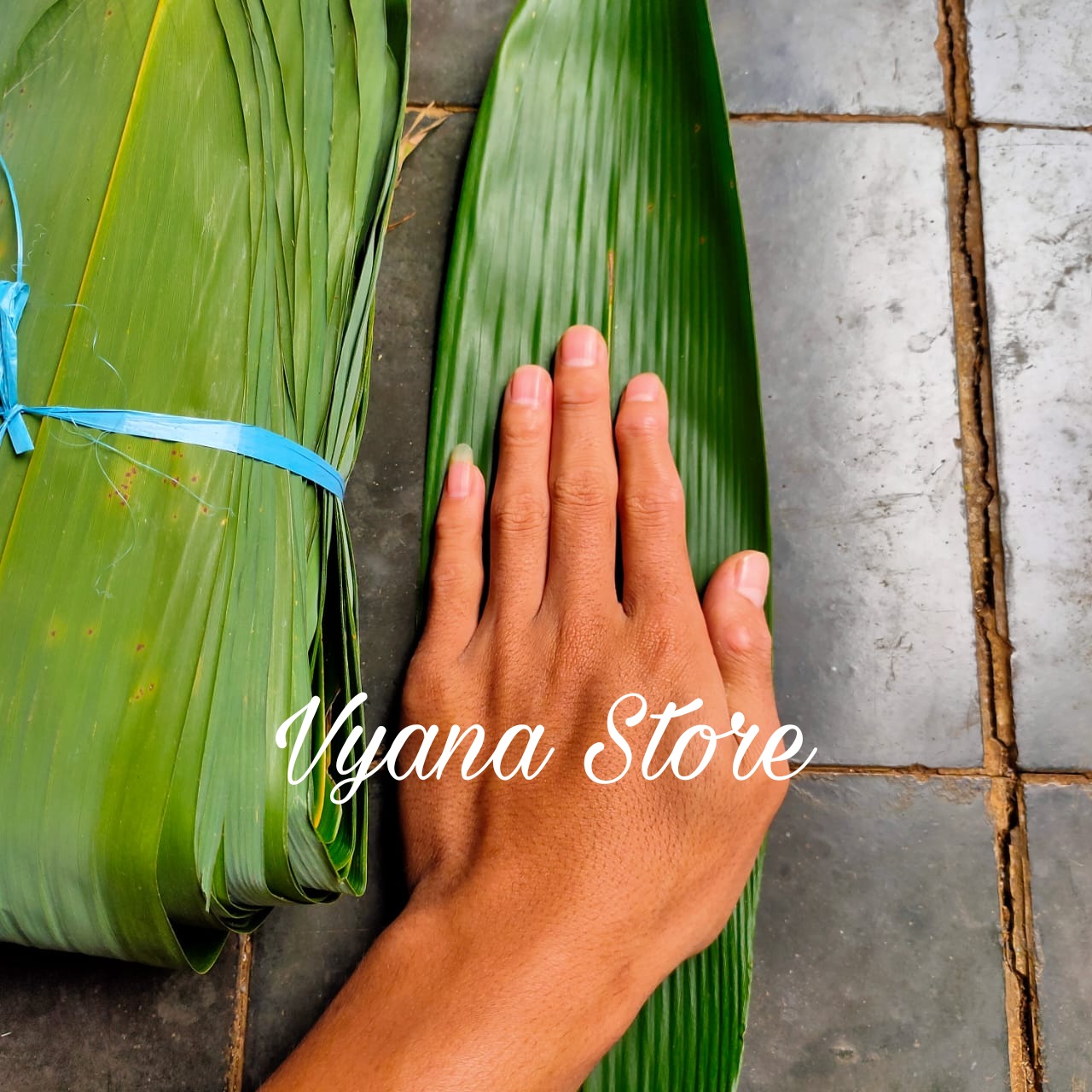 Daun Bambu Jumbo 100 Lembar - Daun Bambu Bakcang - Daun Bacang fresh ...