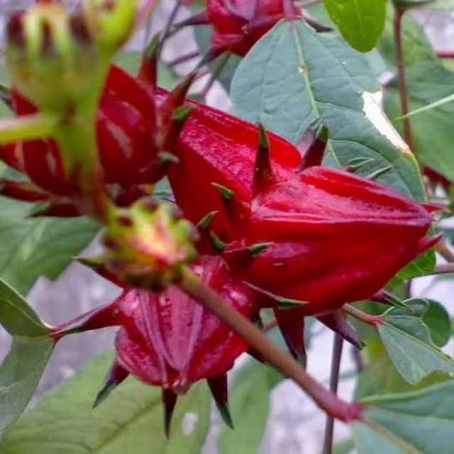 BERBUAH ...Bibit Tanaman Rosella Merah Kondisi Berbuah | Lazada Indonesia