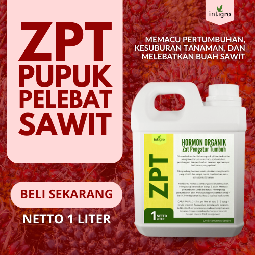 ZPT Sawit / Pupuk ZPT Pelebat Buah Sawit / Pupuk ZPT Untuk Sawit ...