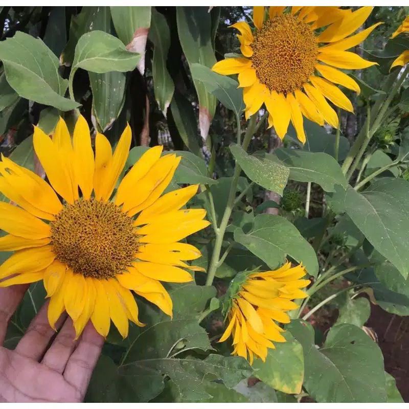 Bibit Bunga Matahari / pohon bunga matahari bukan benih | Lazada Indonesia