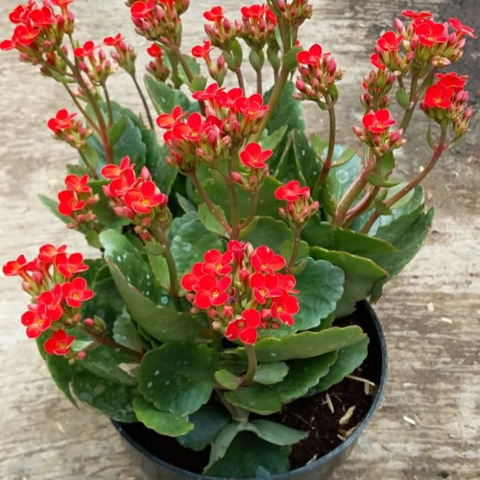 Tanaman hias bunga Kalanchoe Merah | Lazada Indonesia