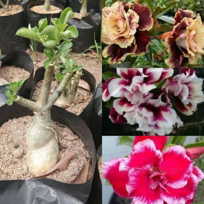 ADENIUM TUMPUK 3 WARNA | Lazada Indonesia