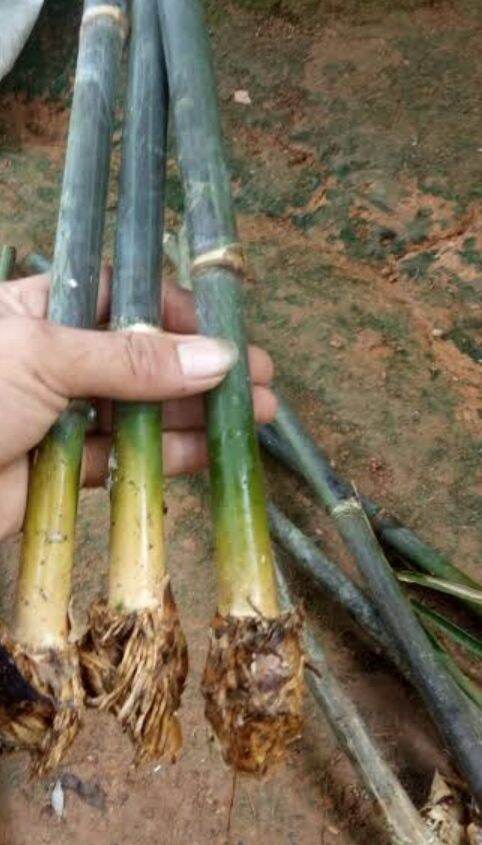 bibit/stek bambu hijau ukuran 30cm | Lazada Indonesia