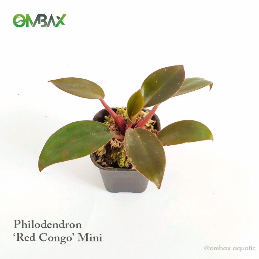 Philodendron 'Red Congo' Mini - Tanaman Paludarium / Vivarium | Lazada ...