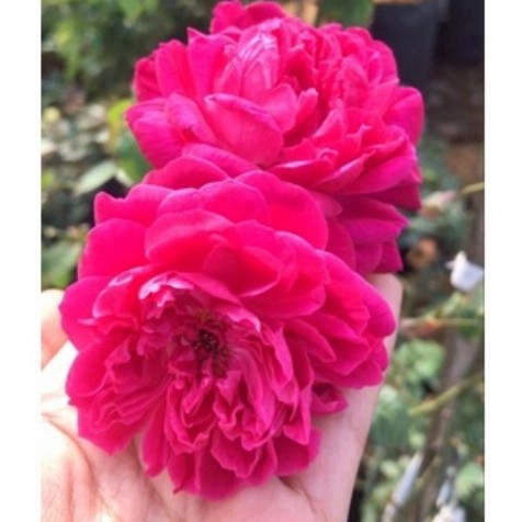 bunga mawar kampung super wangi warna merah fanta - tinggi 40cm ...