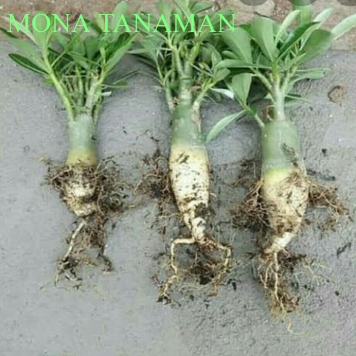 Tanaman Adenium Bunga Tumpuk Cabang Seribu Lazada Indonesia