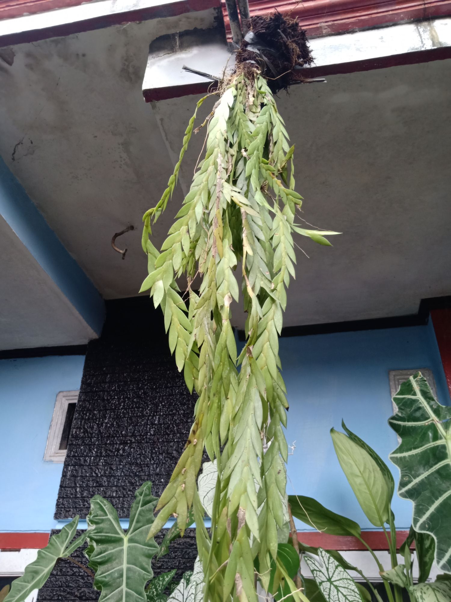 KUMPAI KELABANG TANAMAN HIAS UNIK DAN LANGKA | Lazada Indonesia