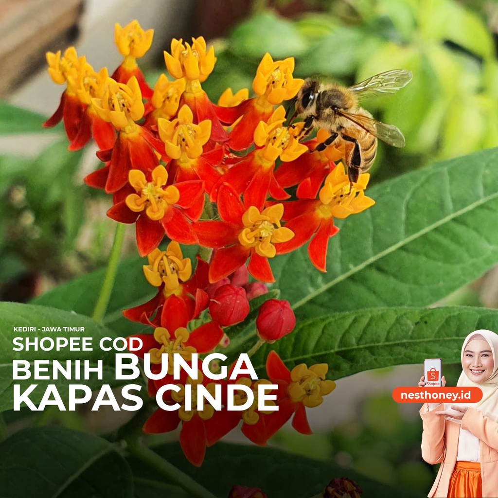 Biji Kapas Cinde / Kembang Mas / Asclepias Curassavica / Milkweed ...