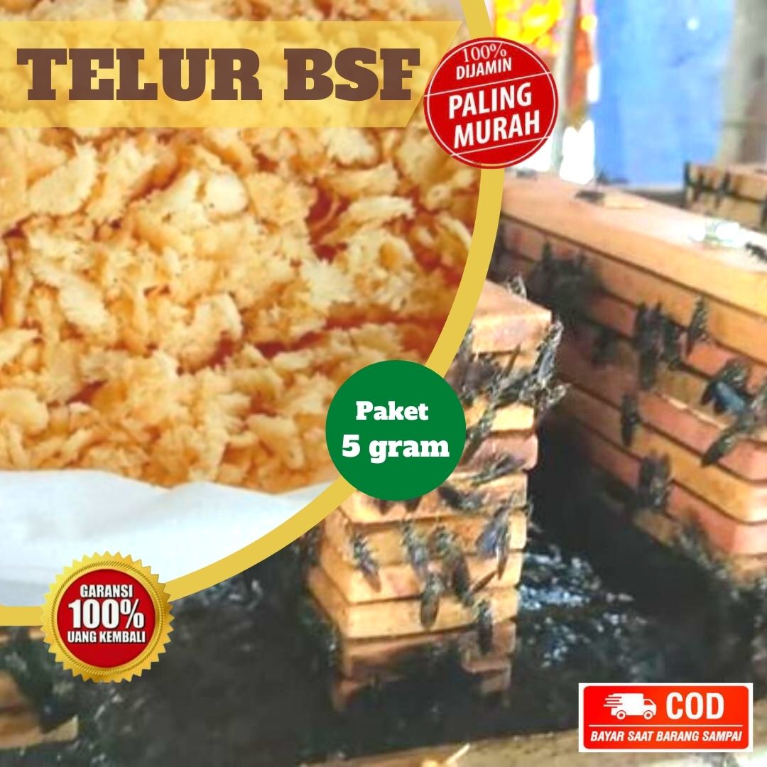 Telur Maggot Lalat BSF Fresh Paket 5 gram | Lazada Indonesia