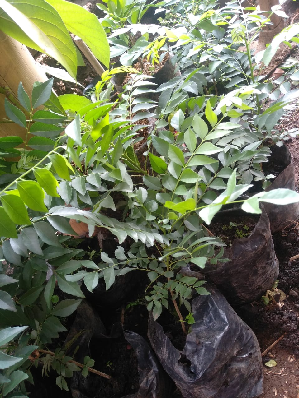 Bibit Tanaman Salam Koja - Pohon Salam Koja - Daun Kari | Lazada Indonesia