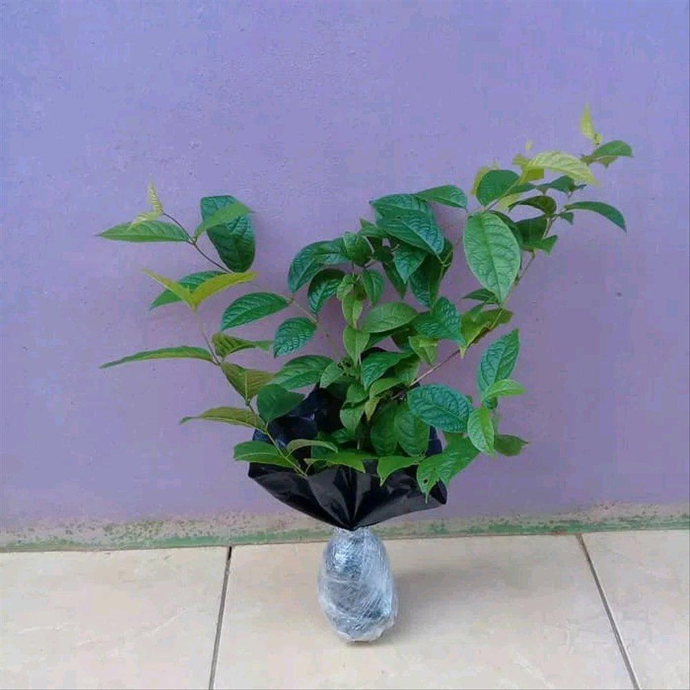 Tanaman hias rambat melati Belanda - bunga melati belanda | Lazada ...