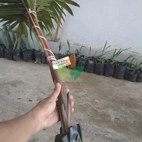 Tanaman Palem Botol Merah | Lazada Indonesia