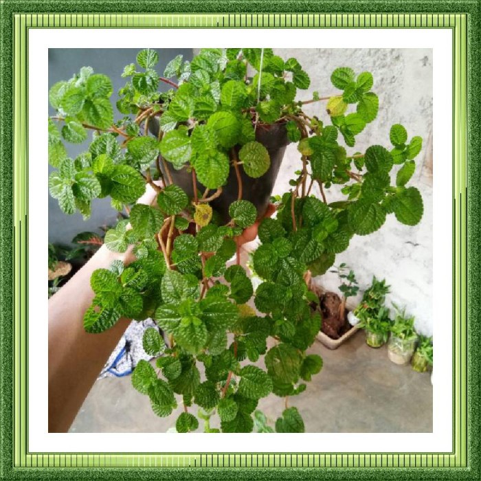 bunga hidup/ tanaman hias gantung rambat creeping charlie bunga hidup ...