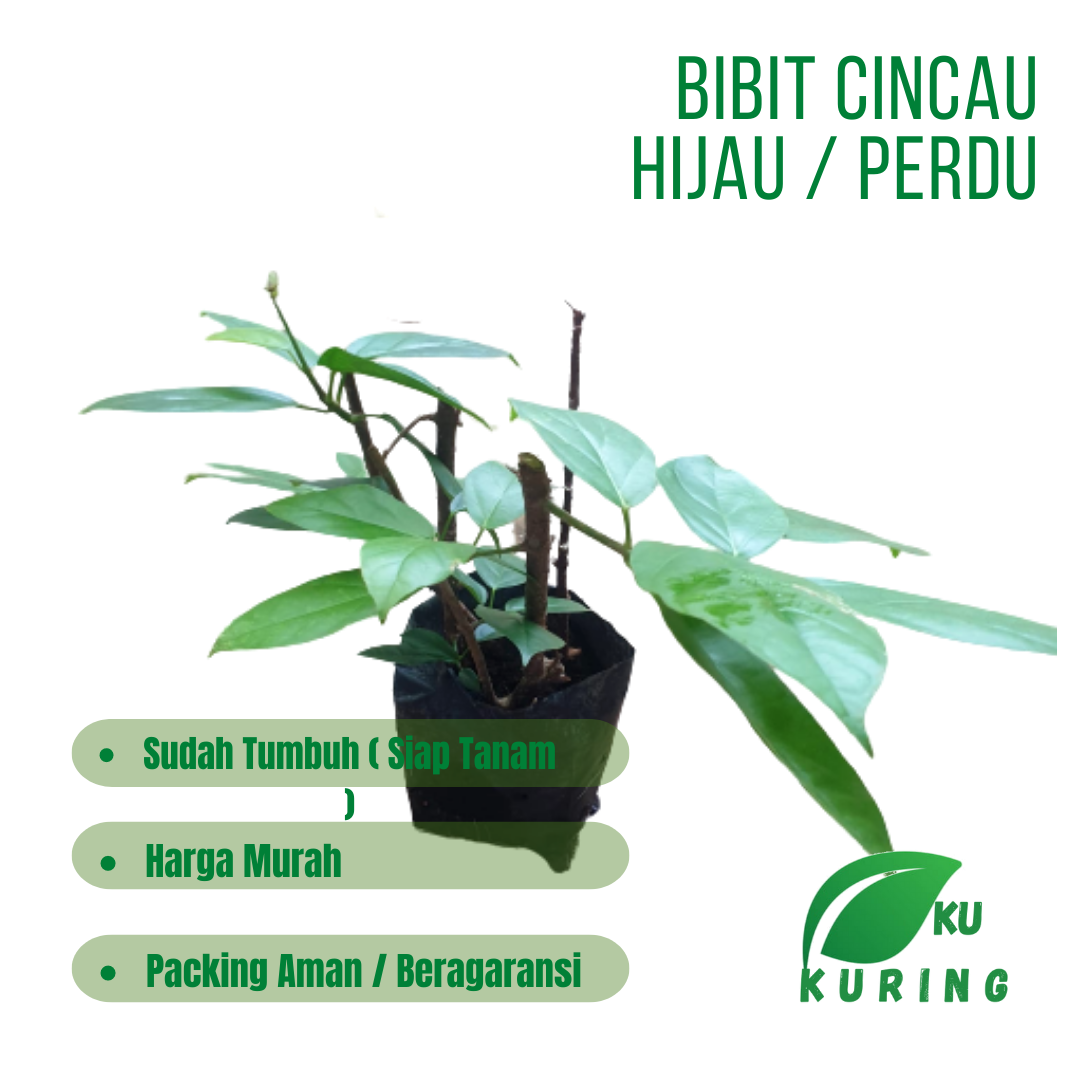 Bibit Daun Cincau Hijau Perdu | Cincau Pohon | Sudah Tumbuh - Polibag ...