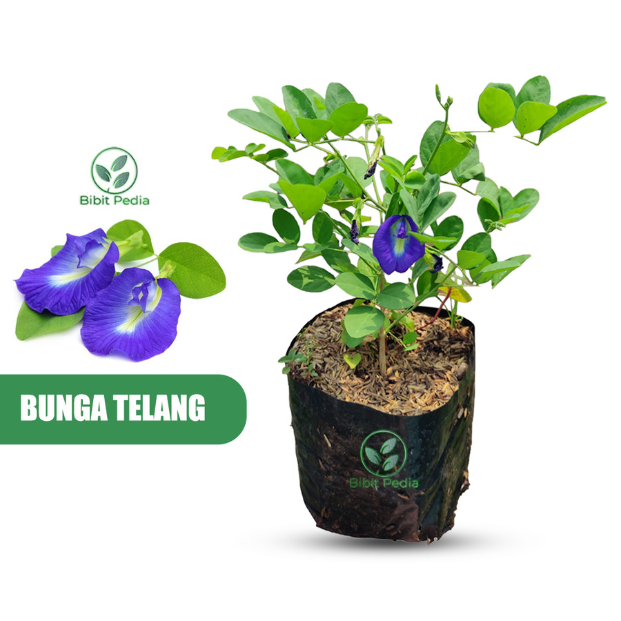 Bibit Tanaman Bunga Telang Ungu / Tanaman Herbal Bunga Telang / Pohon Telang | Lazada Indonesia