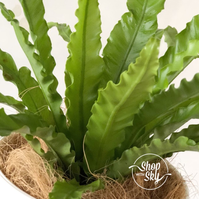 Kadaka Osaka / Asplenium Antiquum / Japanese Bird’s Nest Fern Wisata ...