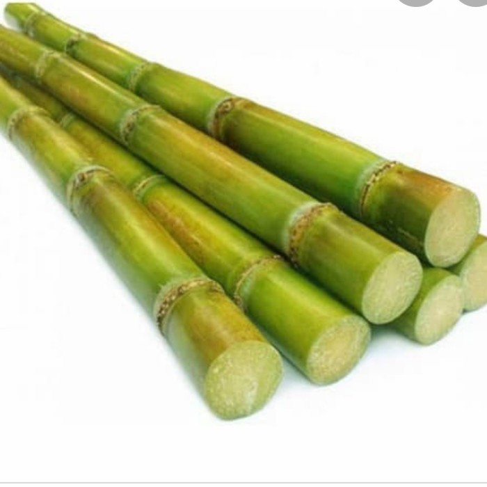 Stek Batang Tebu Hijau Segar 1 kg - Tebu Hijau Fresh Bisa bibit ...