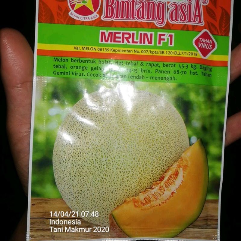 Benih Melon Merlin F1 20g Tahan Virus | Lazada Indonesia