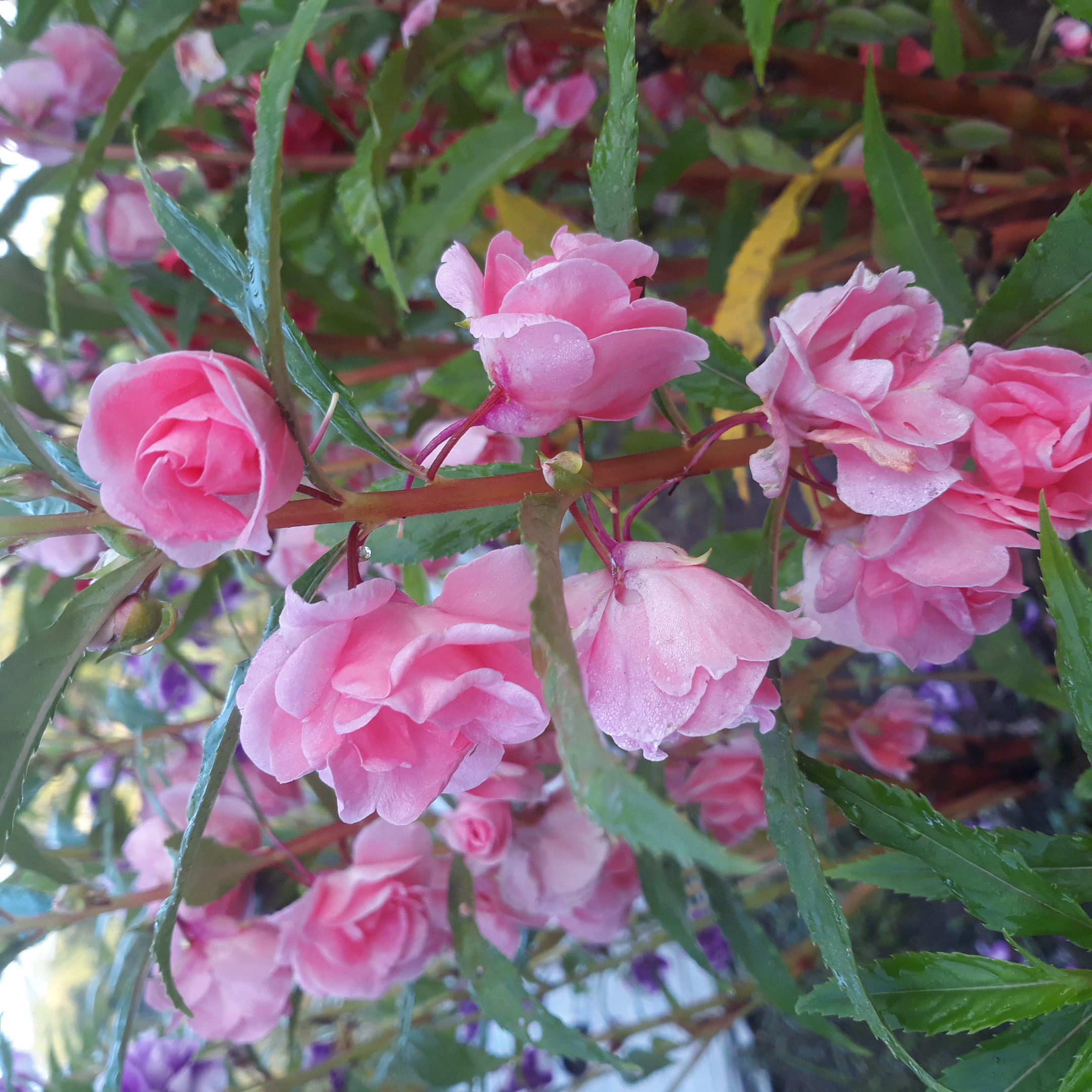 20 Biji Benih Bunga Pacar Air Pink Tumpuk Impatiens Balsamina Benih ...