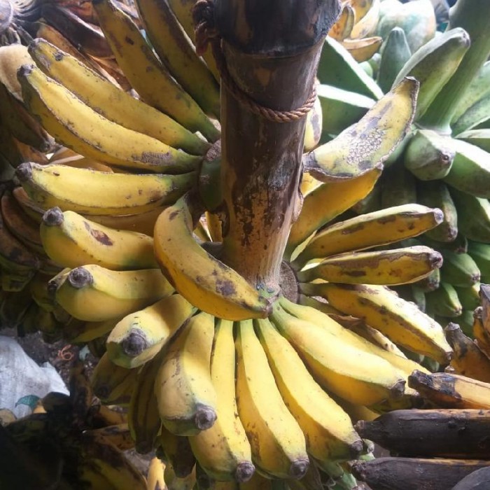Pisang Raja 1 tandan | Lazada Indonesia