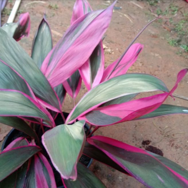 tanaman hias meranti bali stek | Lazada Indonesia