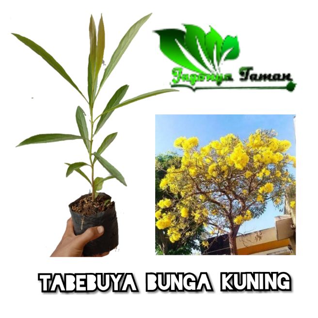 PROMOSI Bibit Tanaman Tabebuya Bunga Kuning / Tanaman Tabibuya Kuning ...