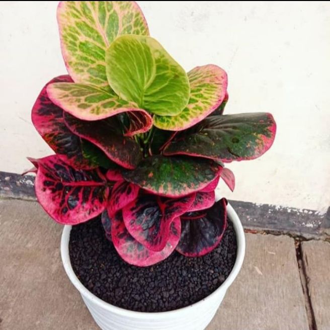 Tanaman hias puring apel / pohon puring apel | Lazada Indonesia