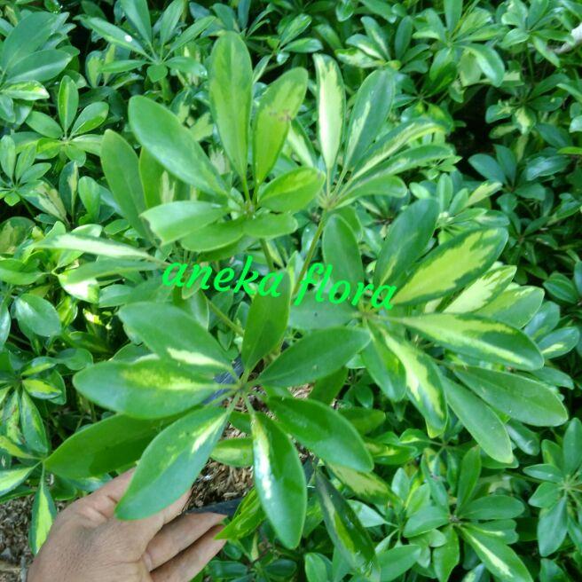 tanaman hias walisongo hijau - wali songo | Lazada Indonesia