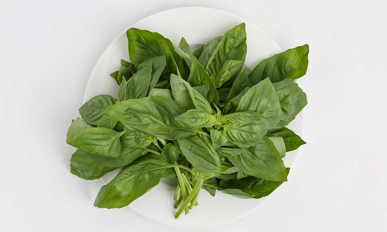 Daun Basil | Lazada Indonesia