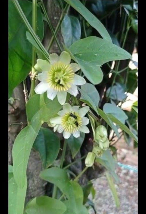 tanaman bunga tongkeng sayur asli | Lazada Indonesia