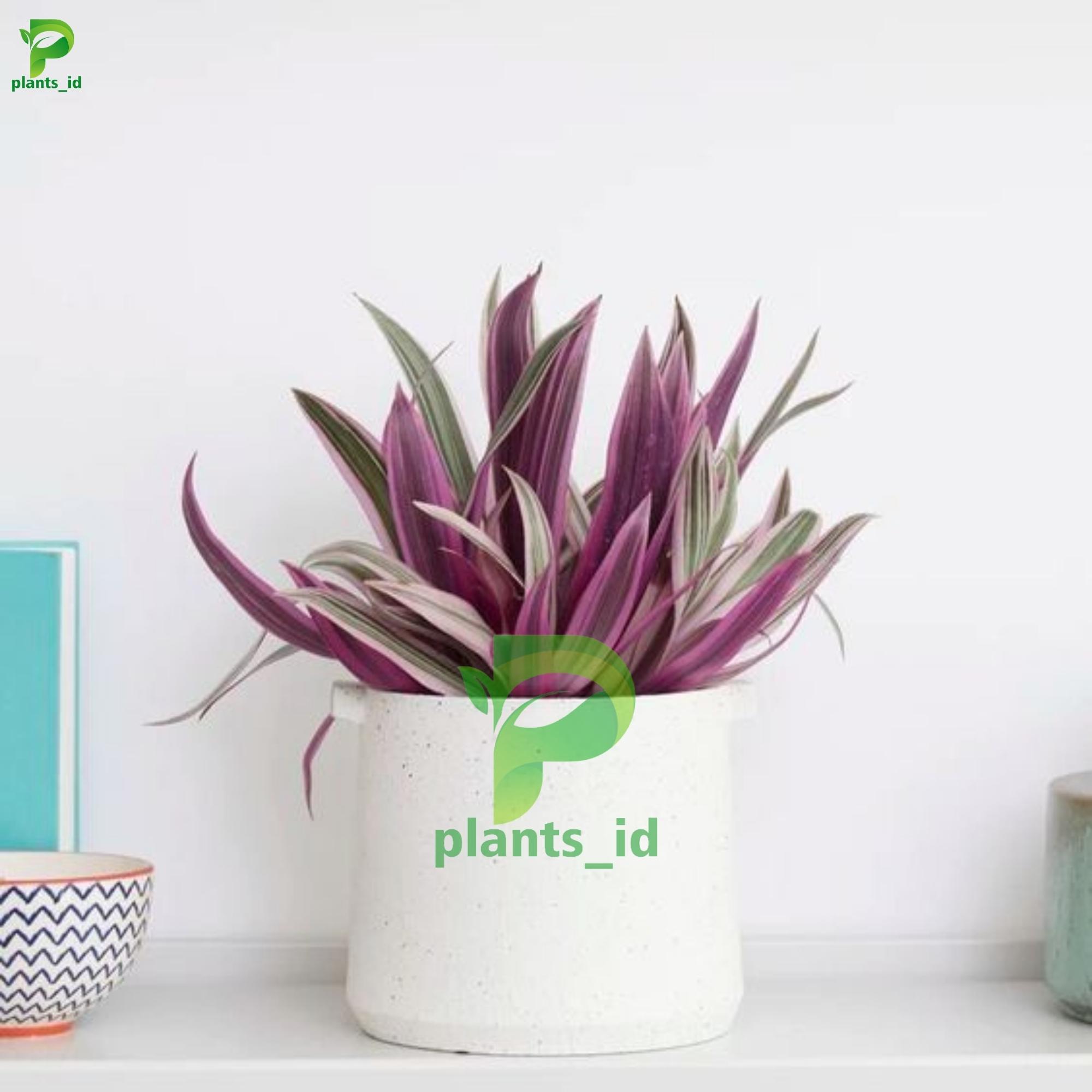 Tanaman Hias Rheo Discolor Tricolor Tanaman Hias Adam Hawa Tanaman Hias ...