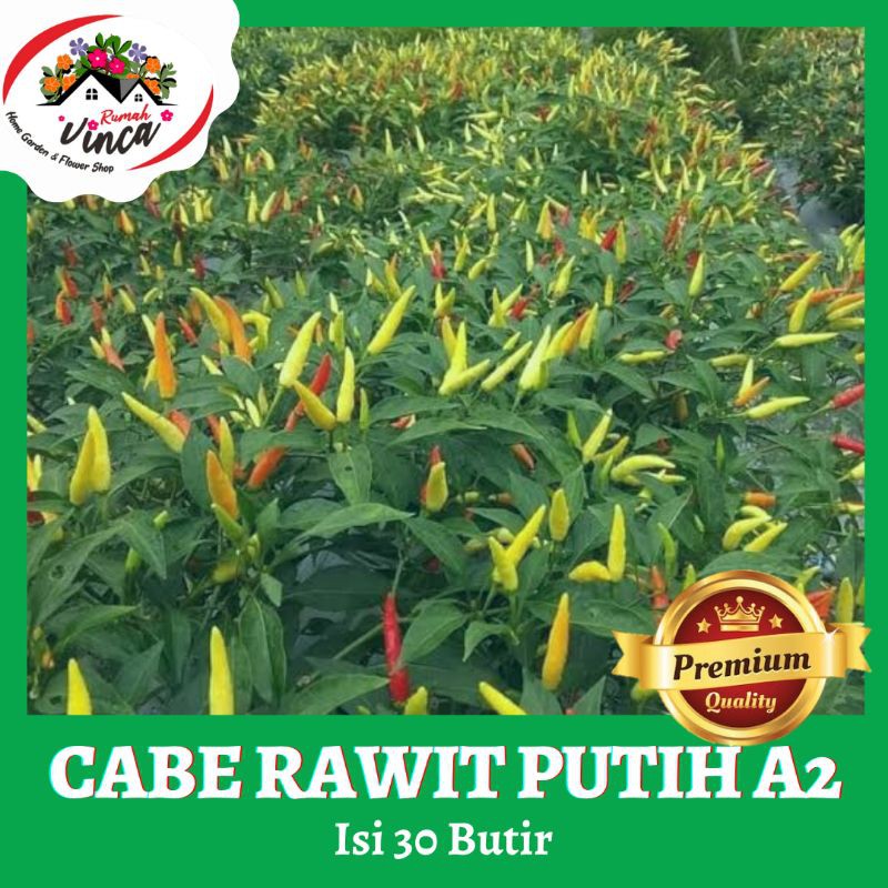 Cabe Rawit Putih seri A2 | Lazada Indonesia
