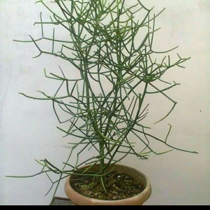 TANAMAN KAYU URIP/ TANAMAN PATAH TULANG TINGGI 40CM UP | Lazada Indonesia