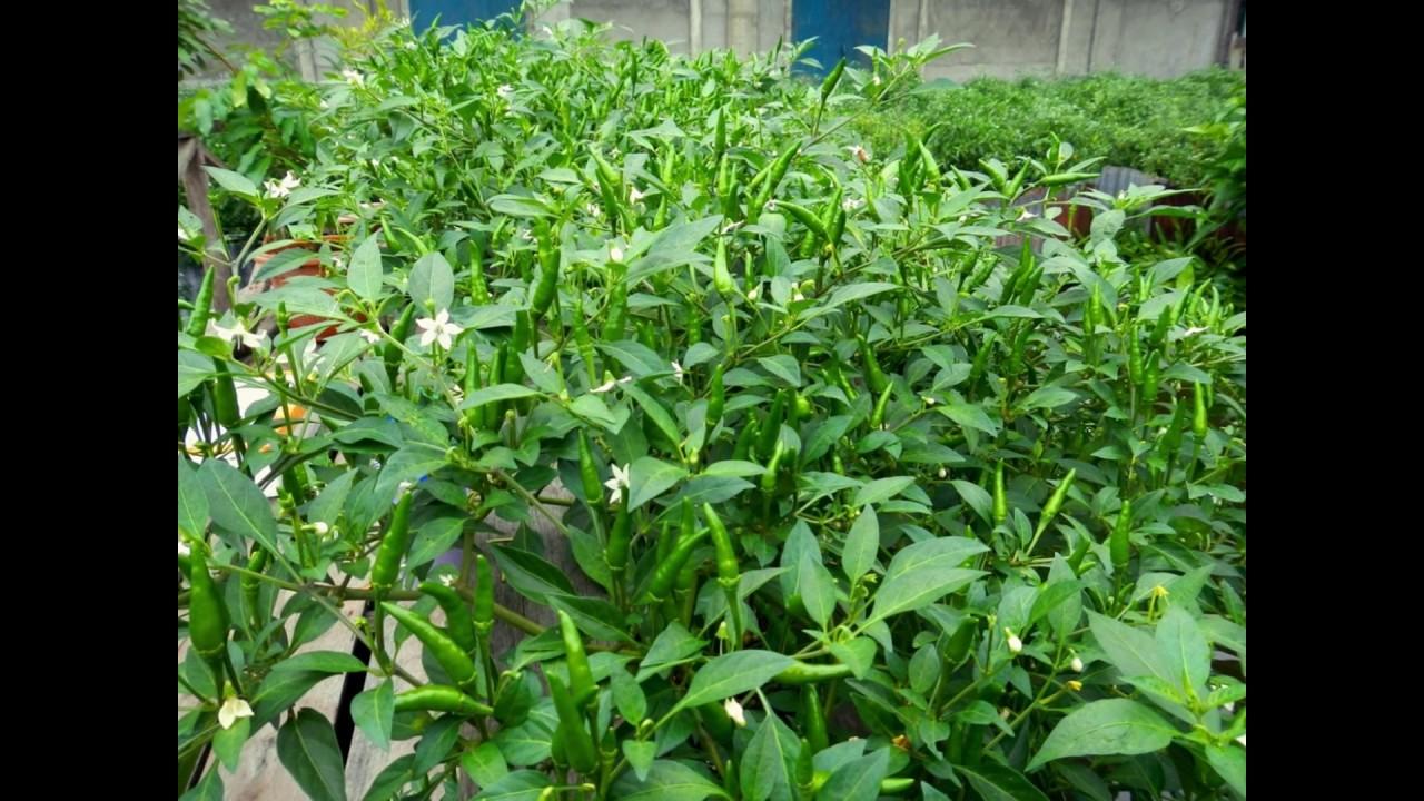 Kedai 8 Benih Biji Cabe Cabai Cengek Lombok Rawit Leutik Padi Hijau ...