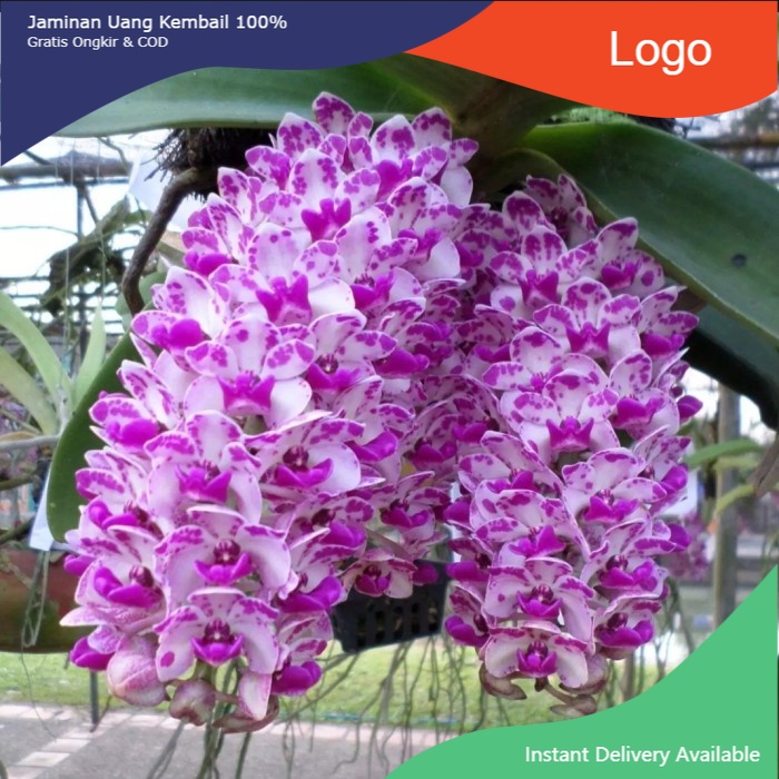anggrek vanda rhynchostylis gigantea bigspot dewasa siap bunga | Lazada ...