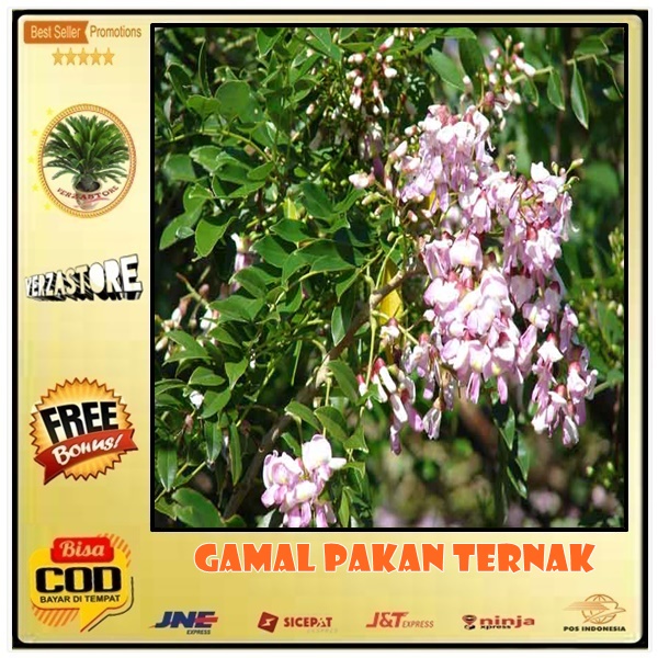 biji/benih/bibit tanaman Gamal Pakan Ternak / 10 biji | Lazada Indonesia
