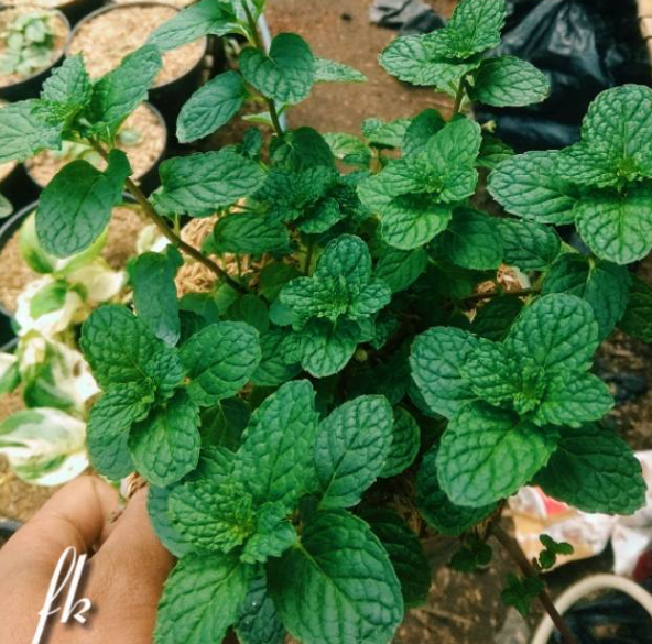 Tanaman Herbal Daun Mint / Pohon Mint / Pohon Daun Mint | Lazada Indonesia